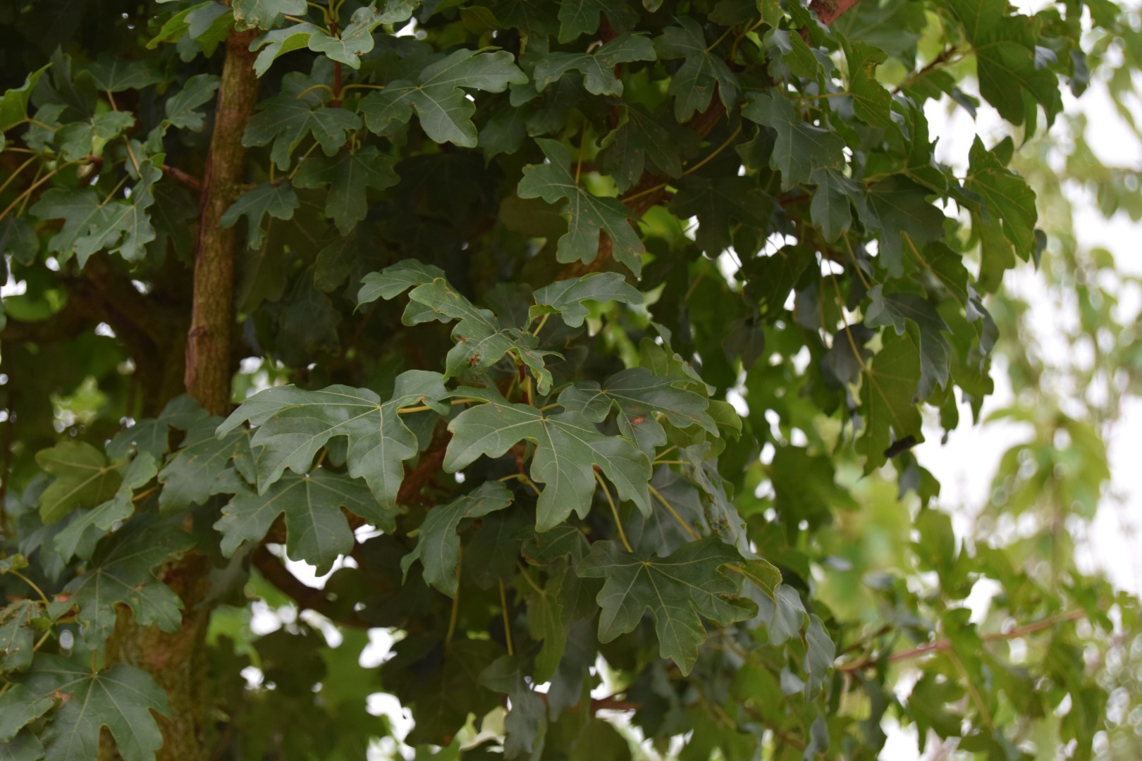 Acer campestre 'Streetwise' | Palmstead