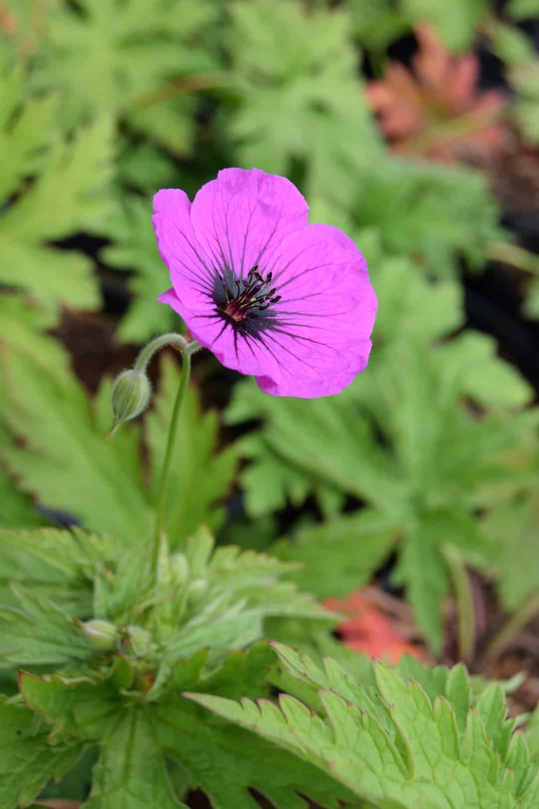 Geranium psilostemon | Palmstead