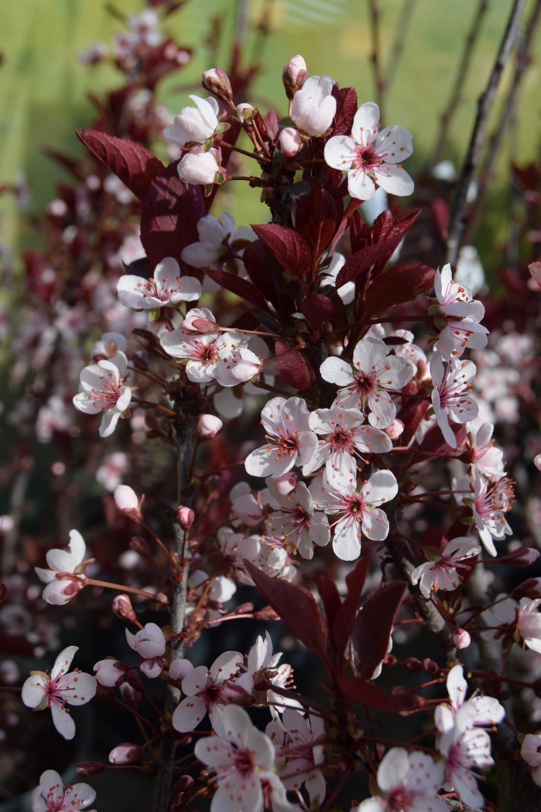 Welcome to Palmstead | Palmstead