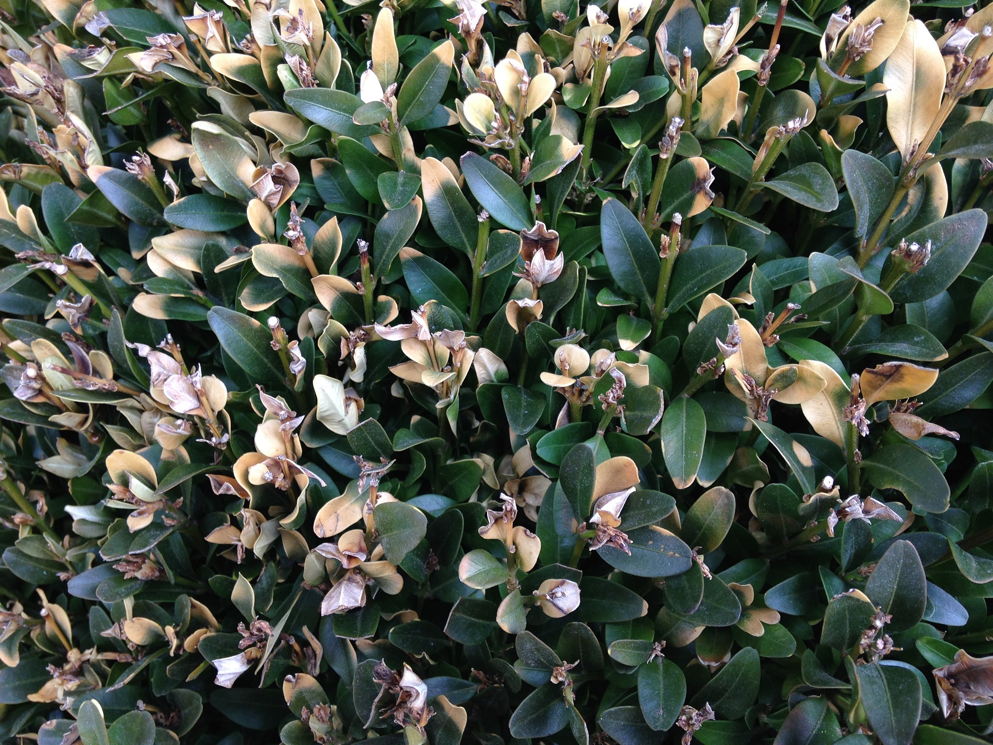 Buxus Growing Advice | Suppliers Of Quality Plants UK
