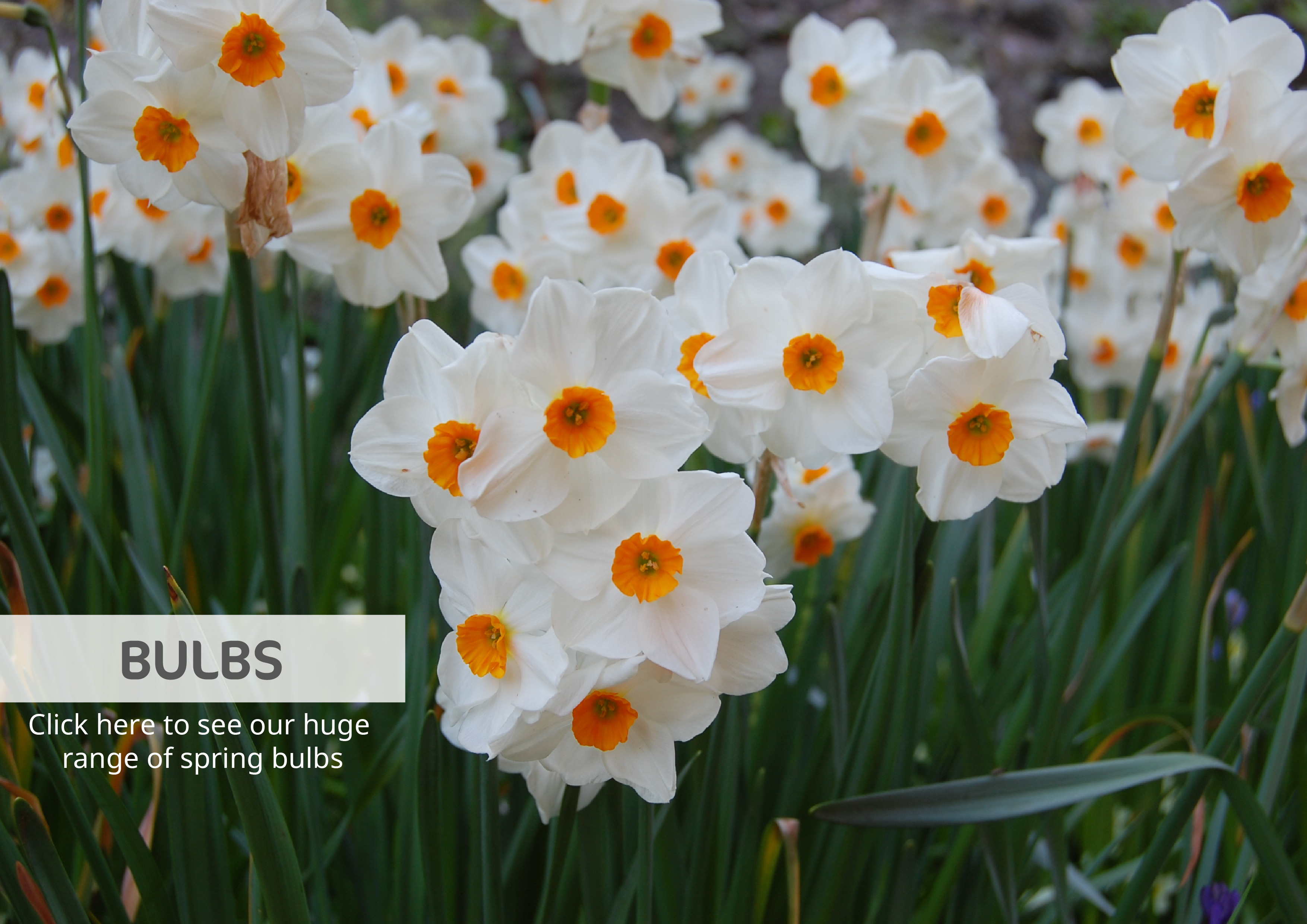 Welcome to Palmstead | Palmstead